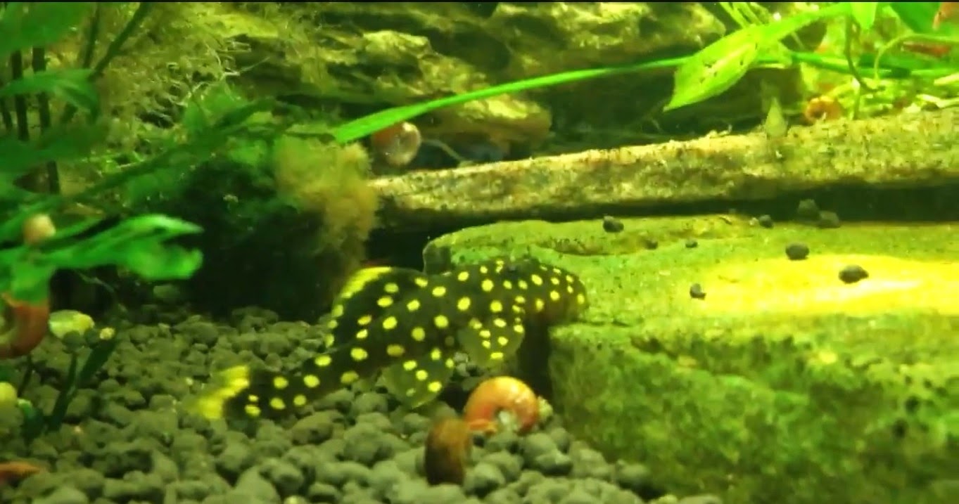 Fish Zone: golden nugget pleco