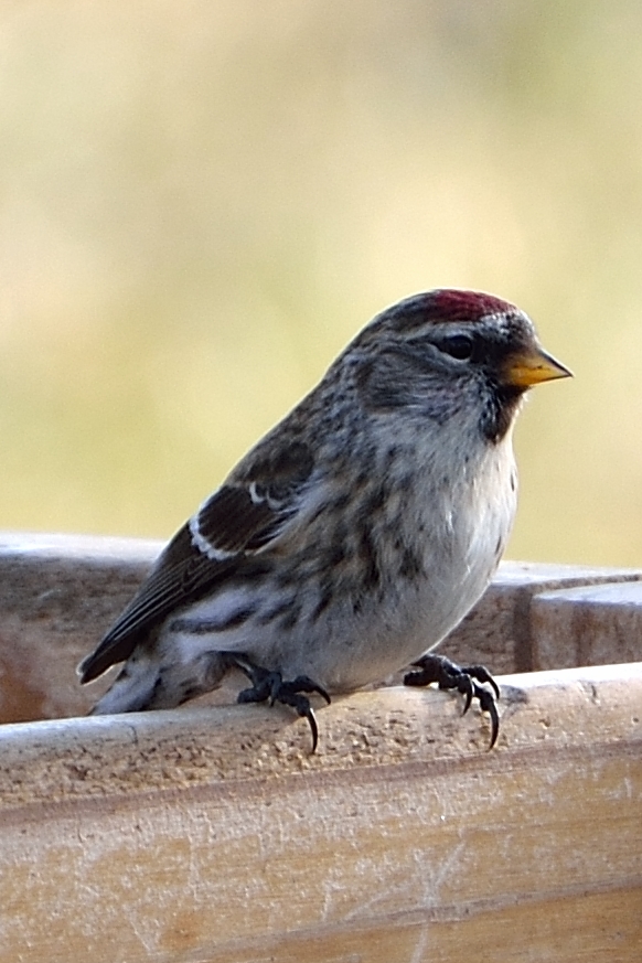 Norfolk County Naturalist: New Feeder Bird!