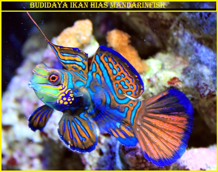 TEKNOLOGI BUDIDAYA IKAN HIAS LAUT : MANAJEMEN PENGELOLAAN INDUK IKAN ...