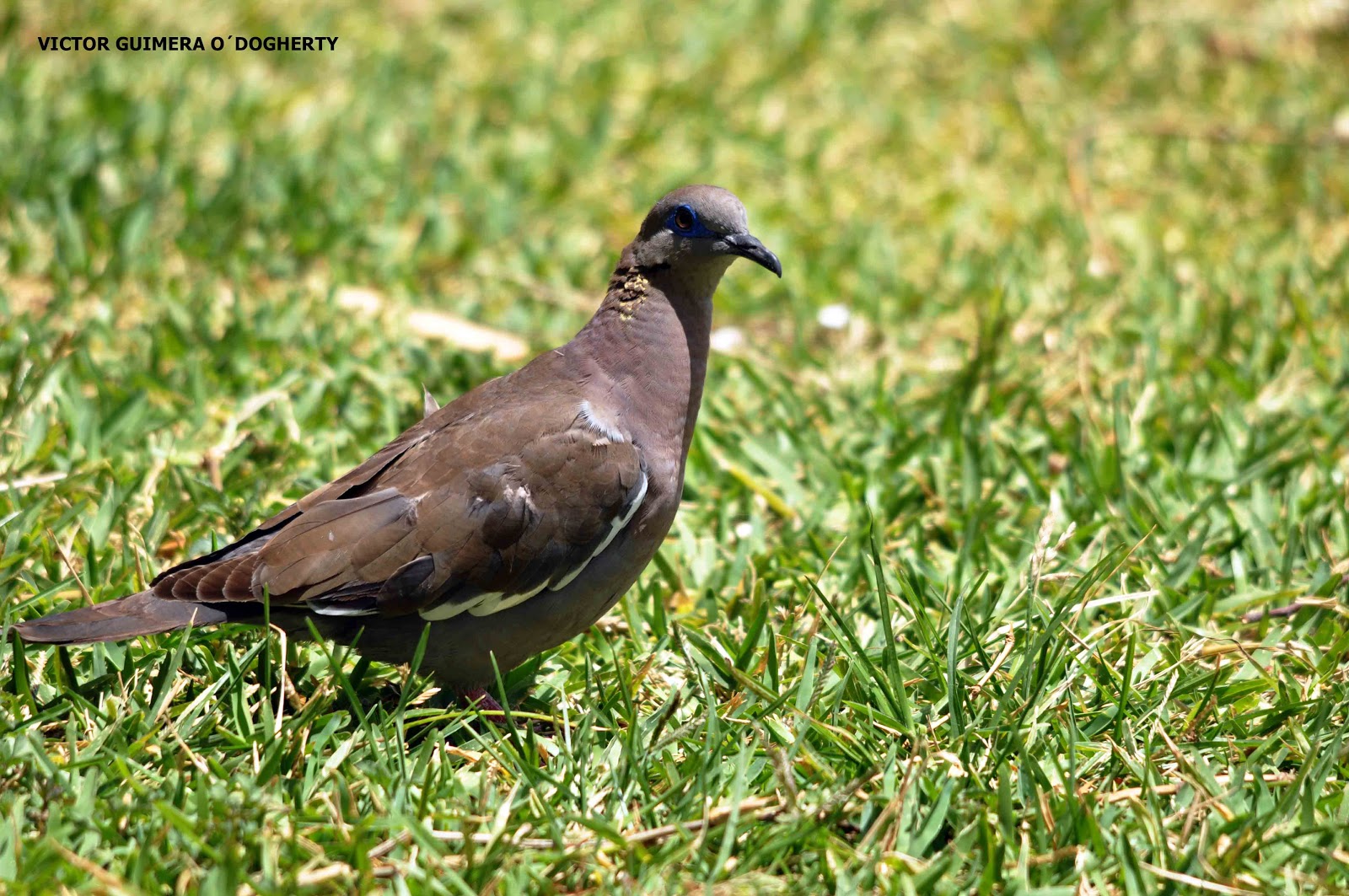 Mis imágenes de aves: MAS FOTOS DE LA ZENAIDA PERUANA