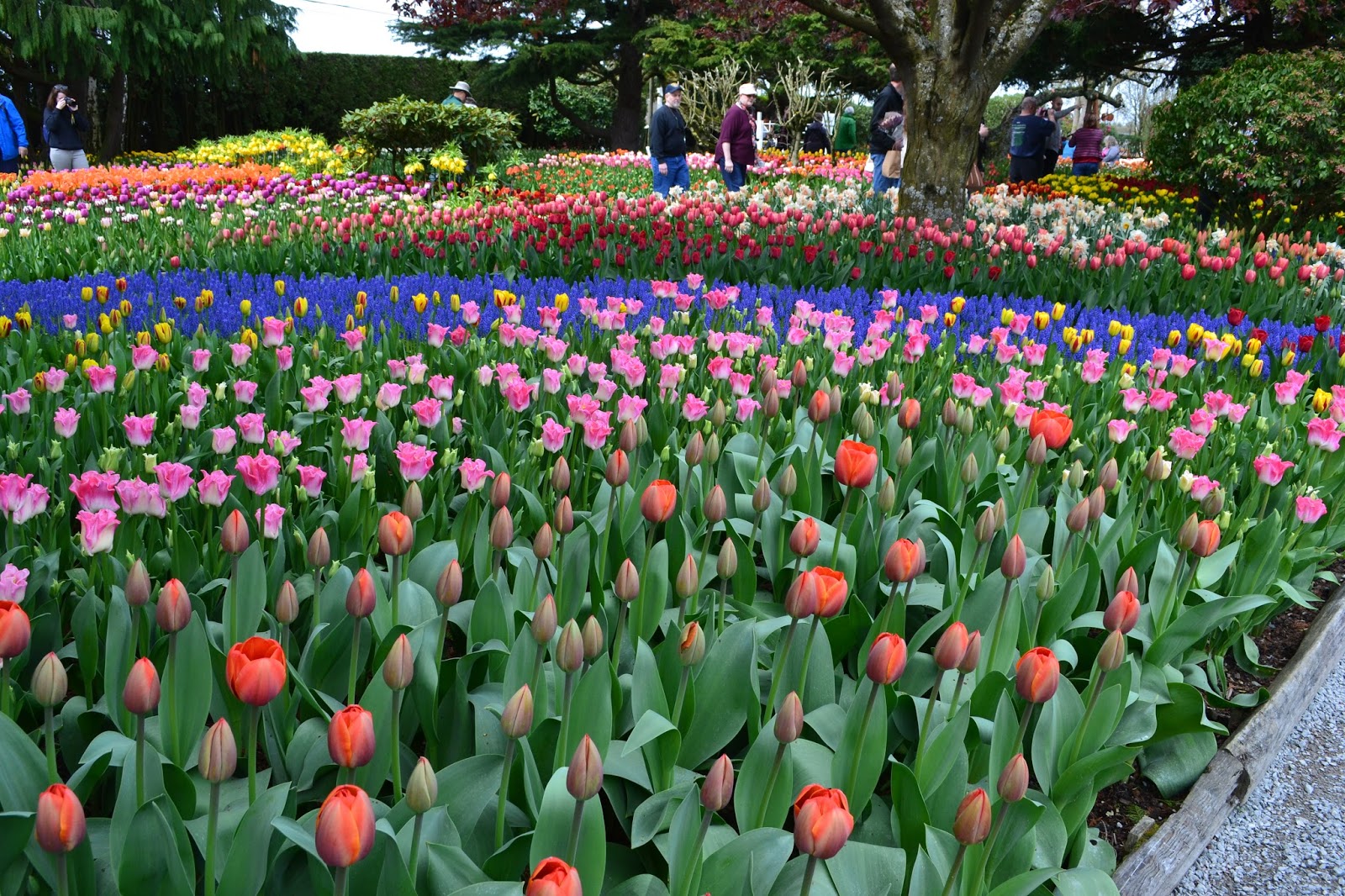 Linda Letters:: Skagit Valley Tulips
