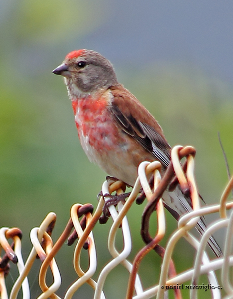 Fotos de aves by Loro: Pardillo Común (Carduelis cannabina)