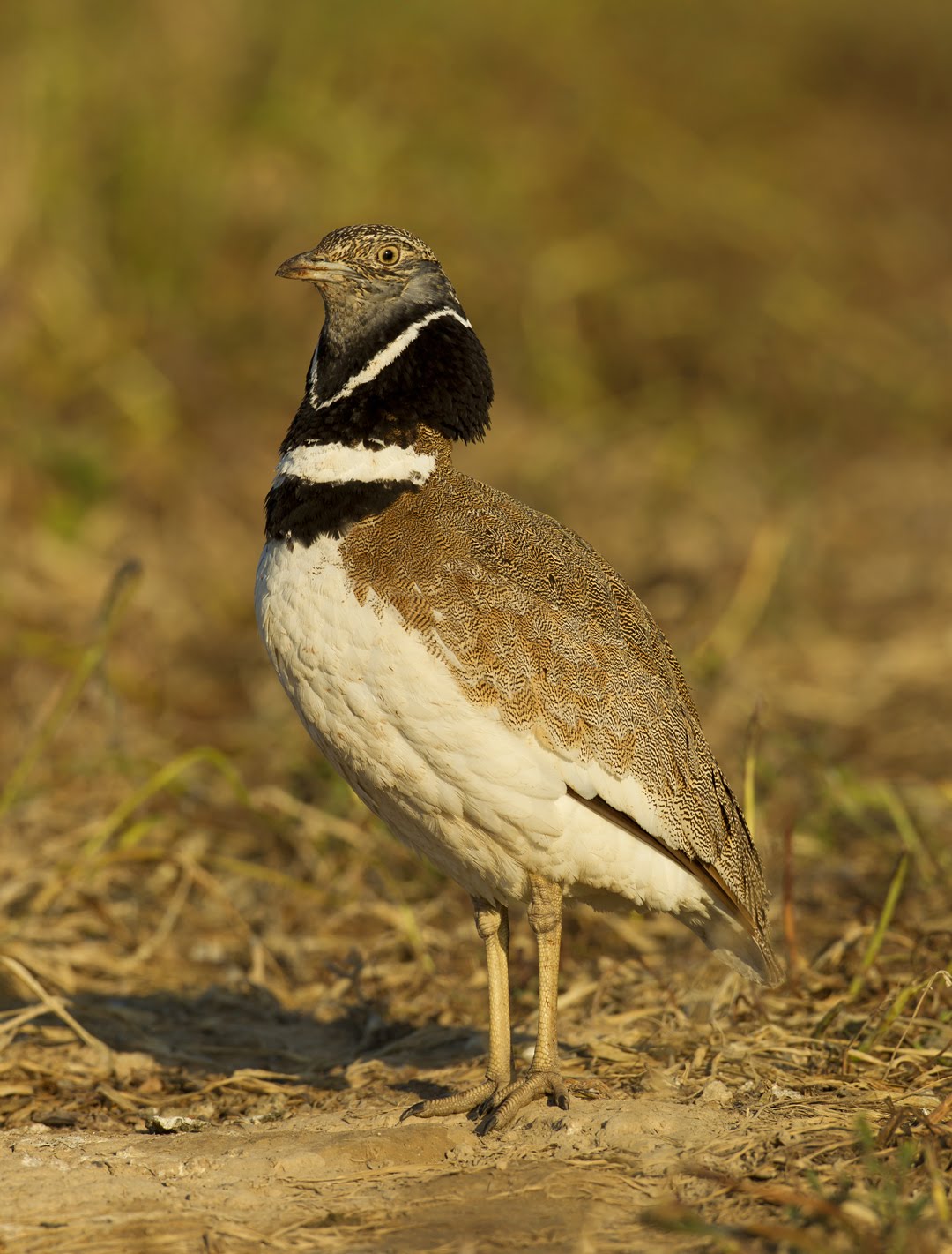 (Little Bustard Tetrax tetrax) | Pet birds, Birds, Animals