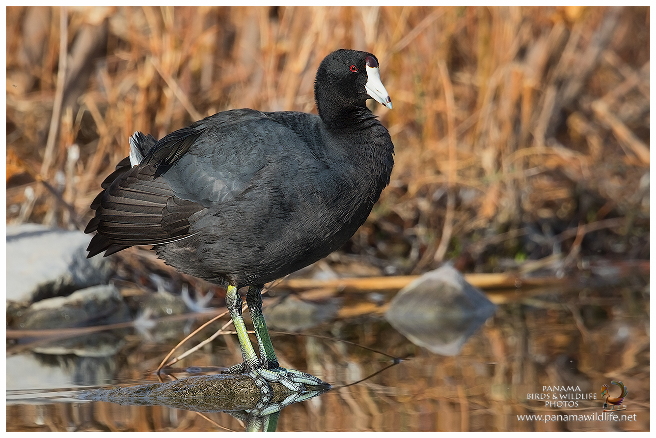 Some rare and uncommon migratory birds for Panama, in pictures
