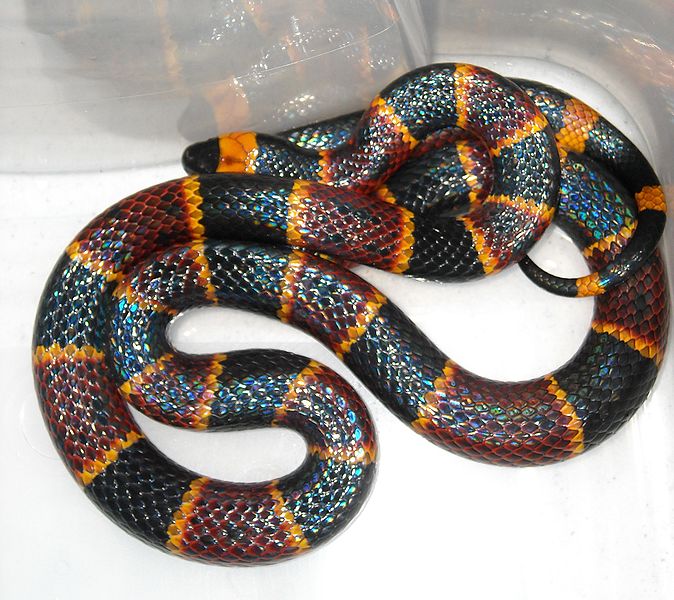 Amazing Colorful Snakes - Most Beautiful Snakes of the World | Most ...