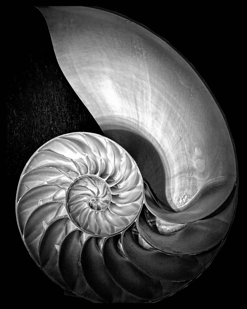 Exposition Art Blog: Photo Gallery Edward Henry Weston