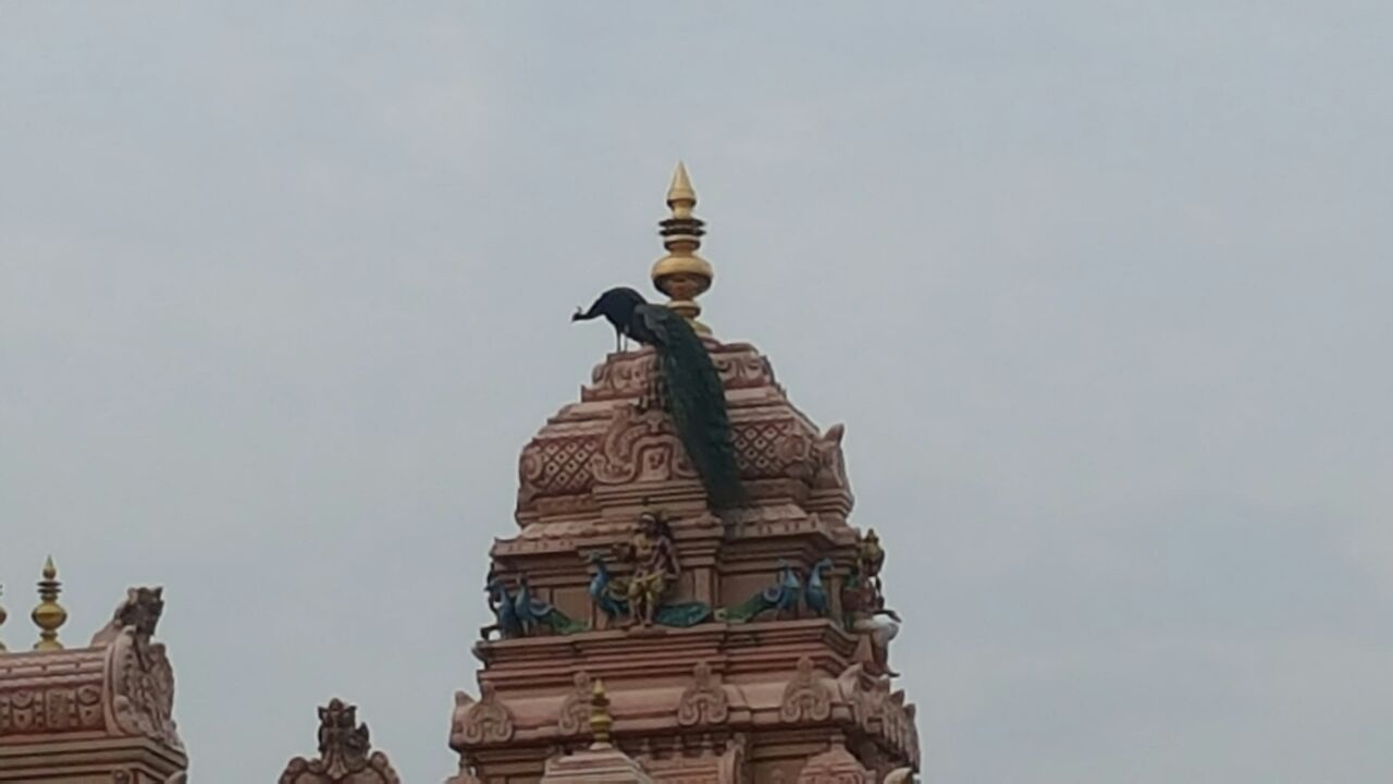 Siddha Heartbeat: SRIMATH PAMBAN SWAMIGAL'S GURU PUJA