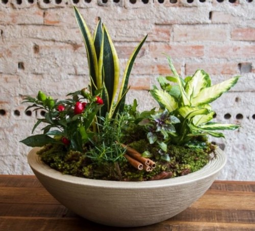 Plantas do bem - conheça o poder de algumas! - Coruja Prof