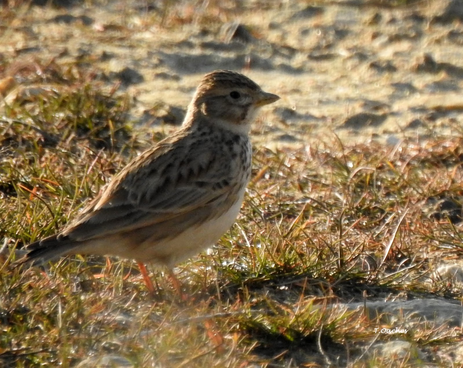 PASARI DIN ROMANIA: CIOCARLIE MICA, Calandrella rufescens