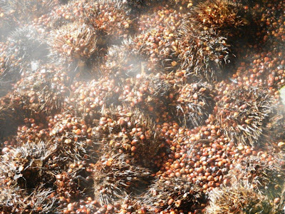 Malum Nalu: Ramu seeks to hike palm oil production