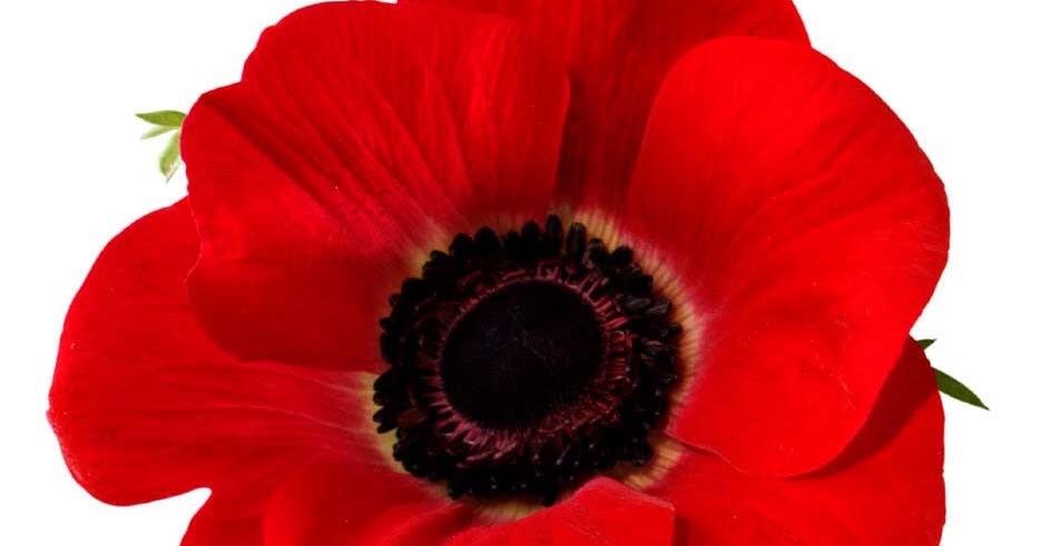 Trattles One Name Study Blog: Trattles Military Memorials