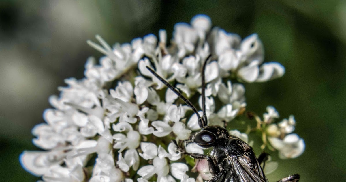 El Blog de Isa y Juan: Auplopus carbonarius (Scopoli, 1763) una avispa ...