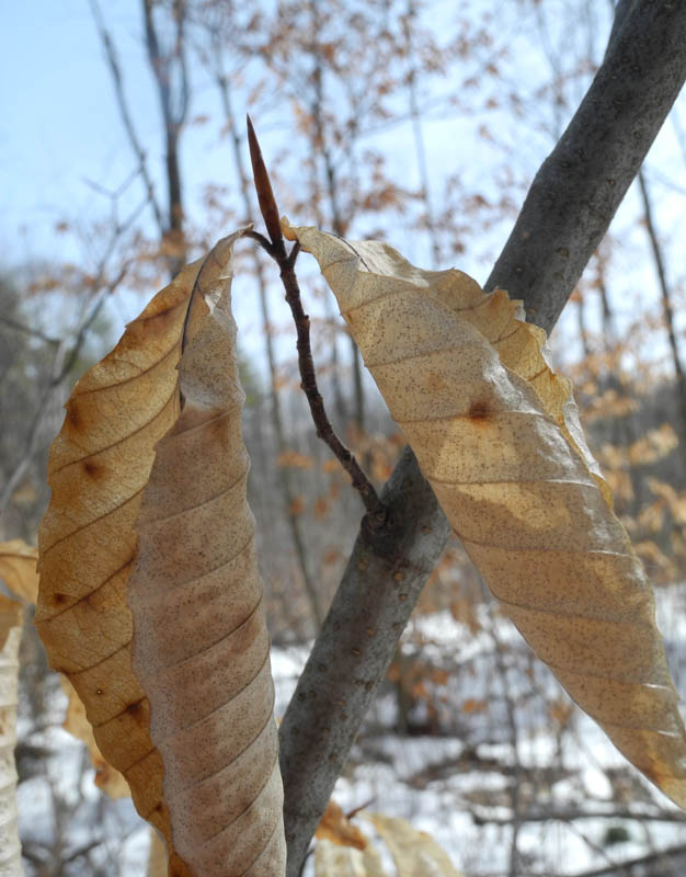 Studio and Garden: It's Still Wintry, but the Buds are Ready for Spring