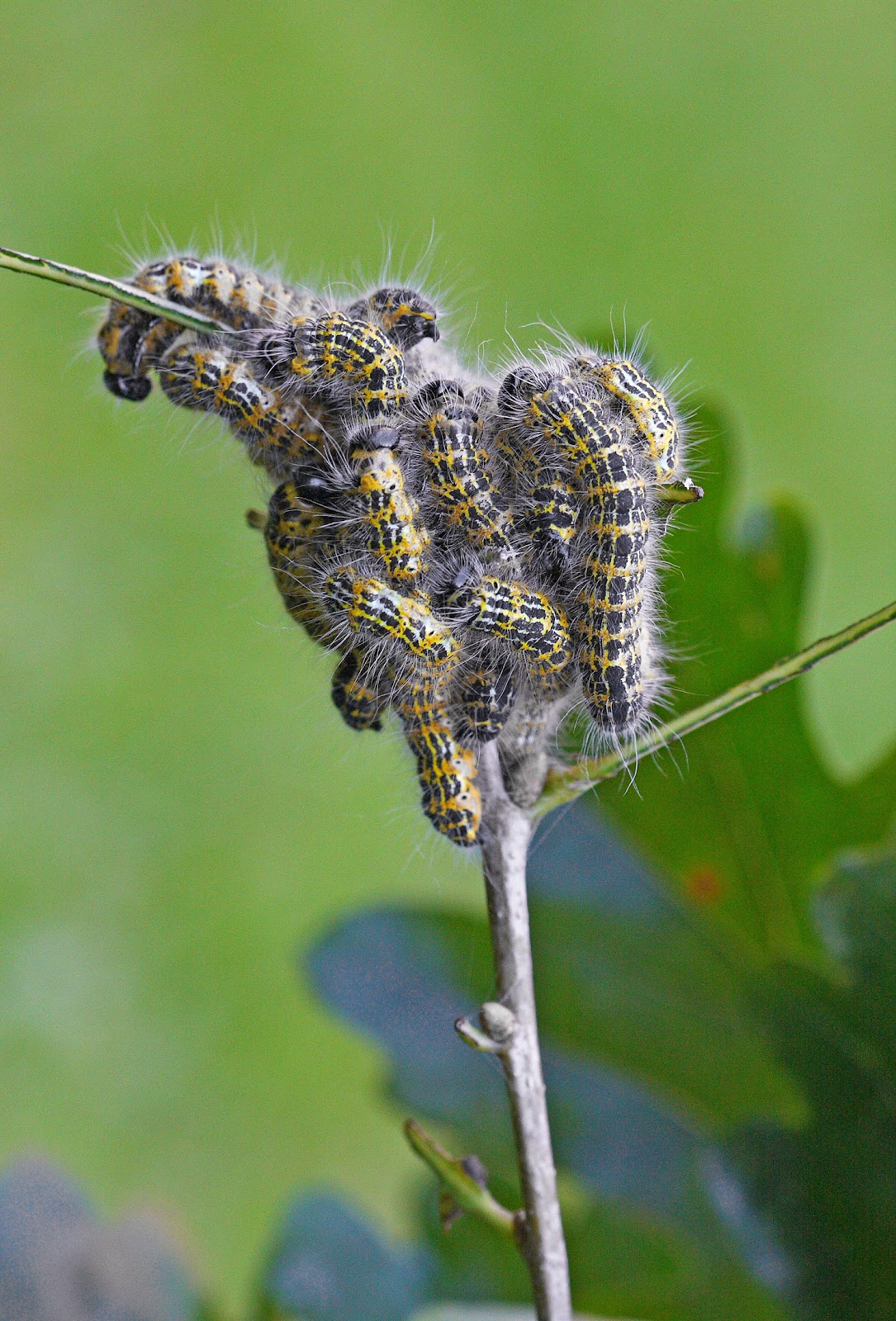 JJ's Photographic nature blog: Caterpillars preparing for winter...