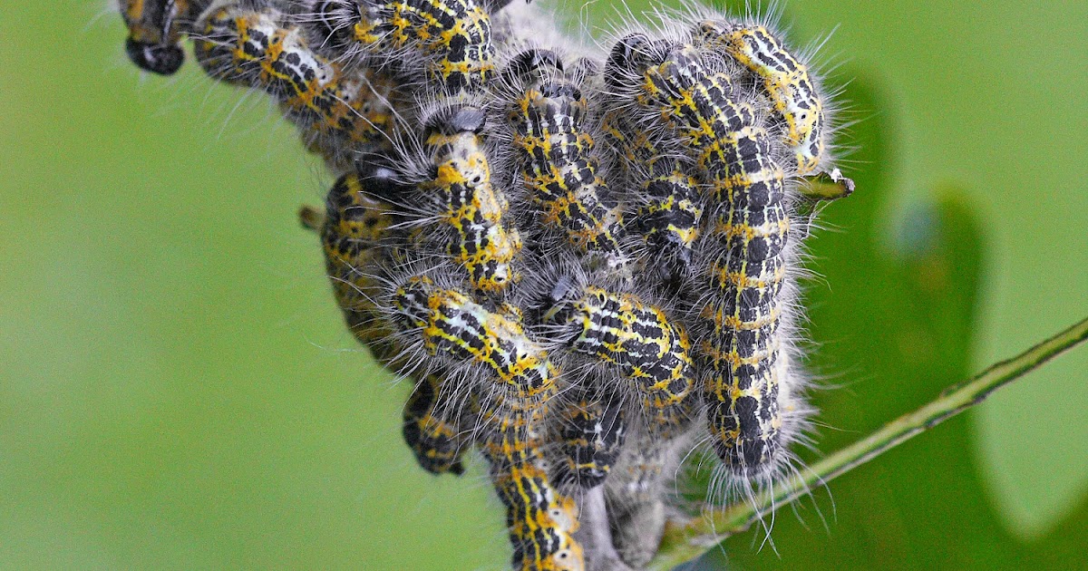 JJ's Photographic nature blog: Caterpillars preparing for winter...