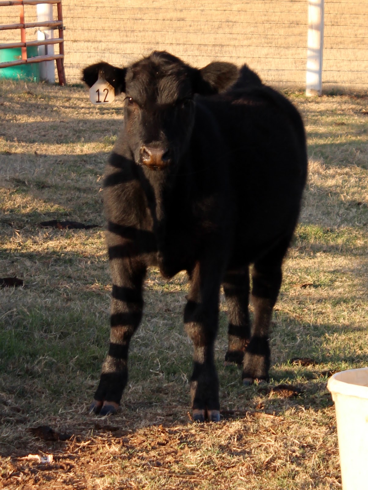 A Boy Raising Beef