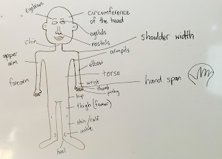 Enquiry-Based Maths: Human Body Ratio Lengths