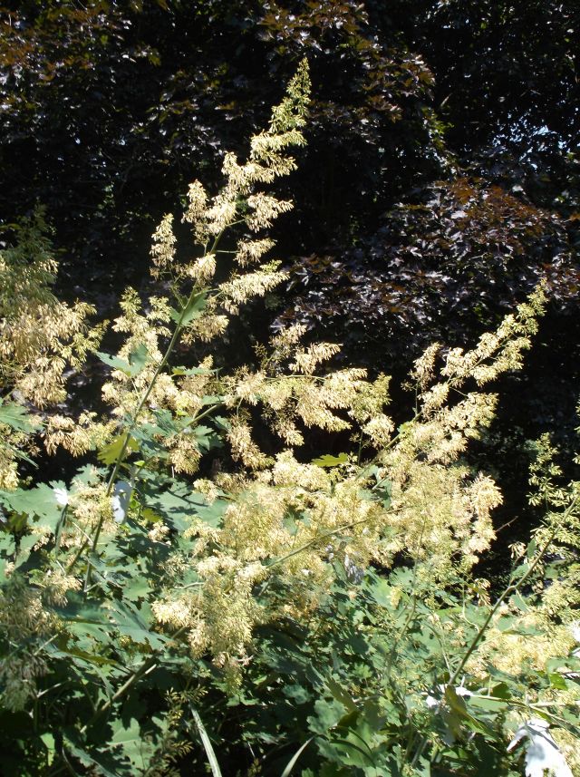 Future Plants by Randy Stewart: Macleaya - Plume Poppy
