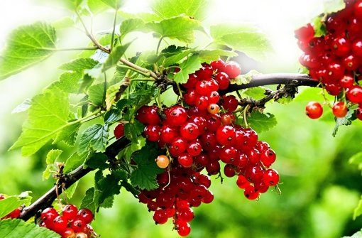 Kako Liječiti: Ribiz uravnotežuje probavu i krvni tlak, smiruje upale i ...