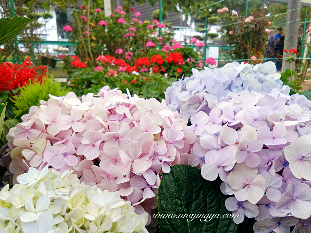 MARDI CAMERON HIGHLANDS Masih Sama Seperti Dahulu