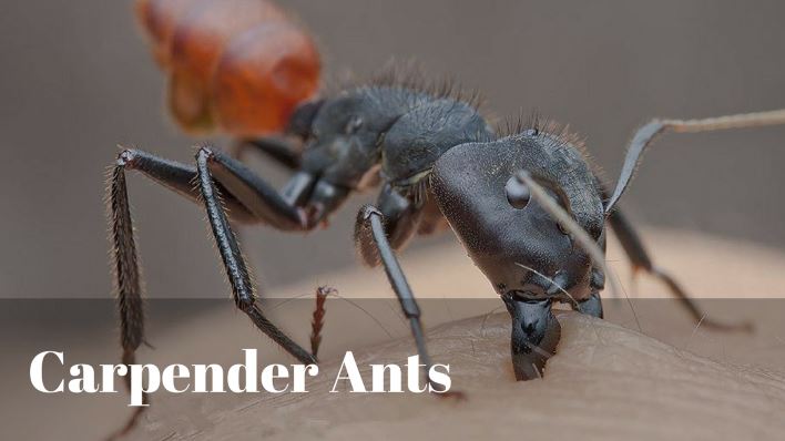 How to Identify Carpenter Ants - Pest Control Guide