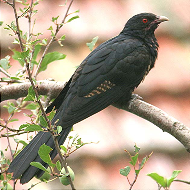 Birds of Tenterfield, NSW, Australia: Pacific Koels in Tenterfield