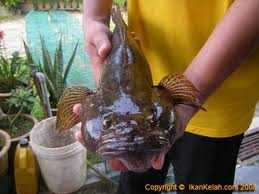 USAHAWAN AGRO BANK: IKAN KETUTU - Adrian Yeoh