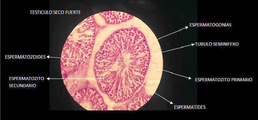 Embriología Humana : Práctica 1.