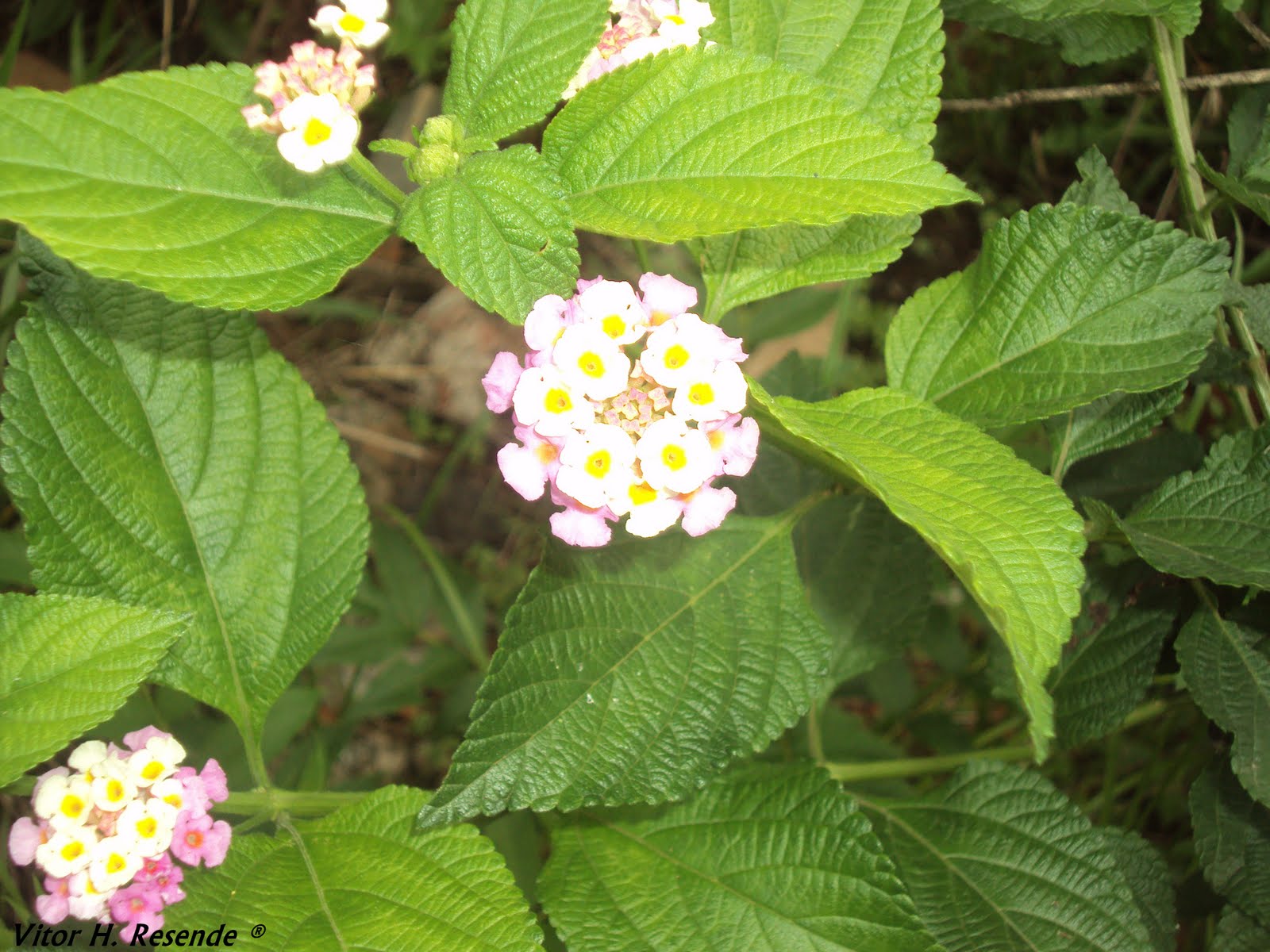 WikiFlores . Flores de todos os tipos .: Flor da Cambará