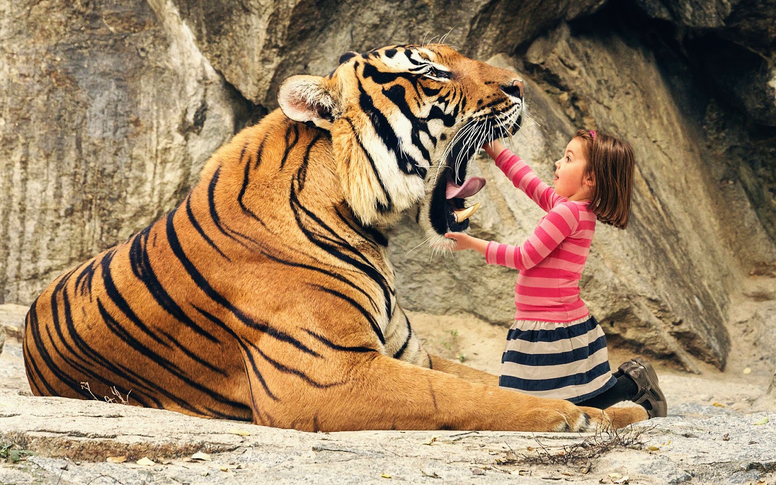 My Crazy Email: Funny Tiger Pictures