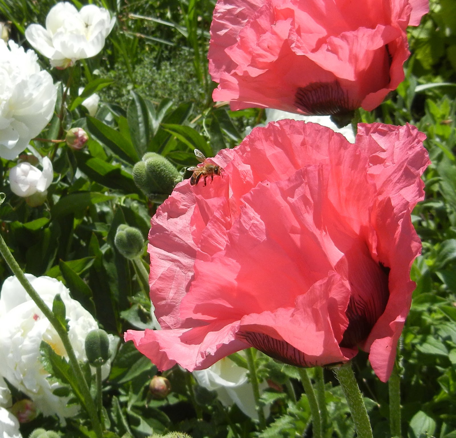 Photographing Flowers: Coral & Peach in the Garden