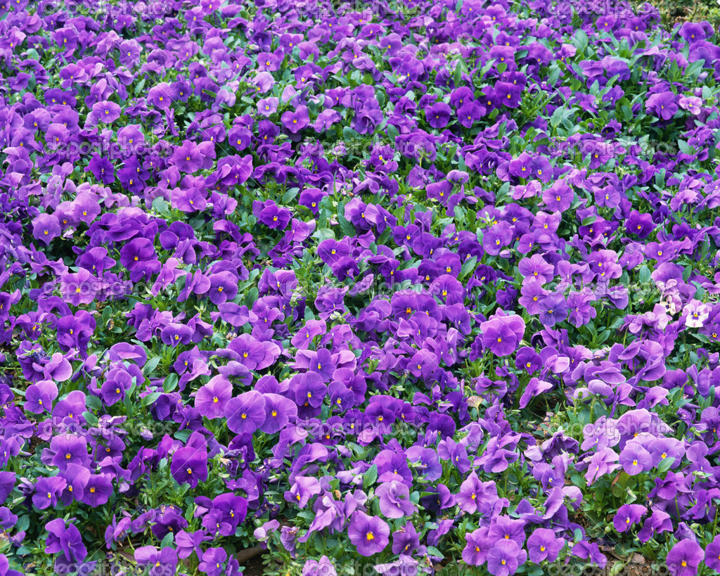 Grace in the Ordinary: The Violet Patch