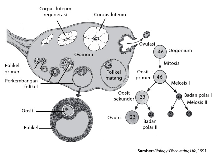 Sistem Reproduksi pada Manusia