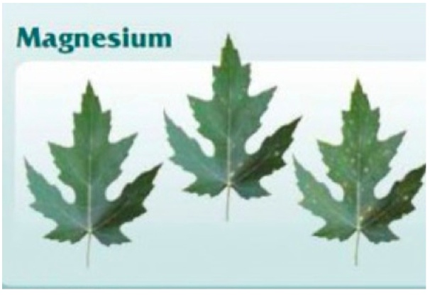 Plant Nutrient Deficiency Leaf Illustrations and Charts Reference Guide ...