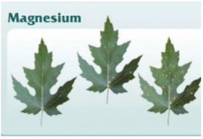 Plant Nutrient Deficiency Leaf Illustrations and Charts Reference Guide ...