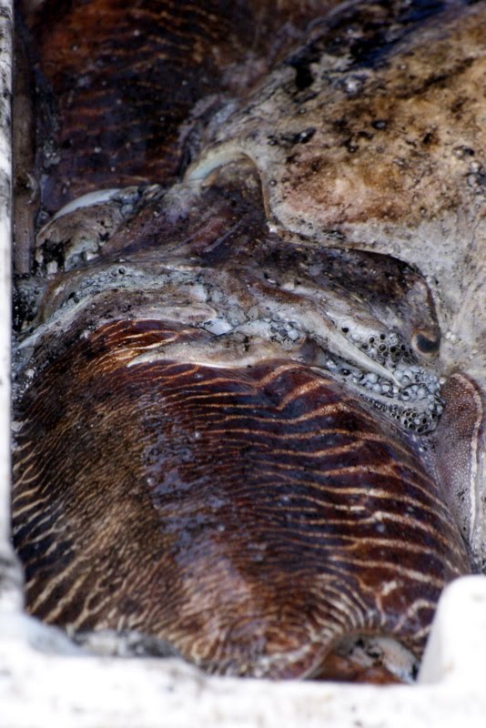 Andere Waterdieren: . . Zeekatten