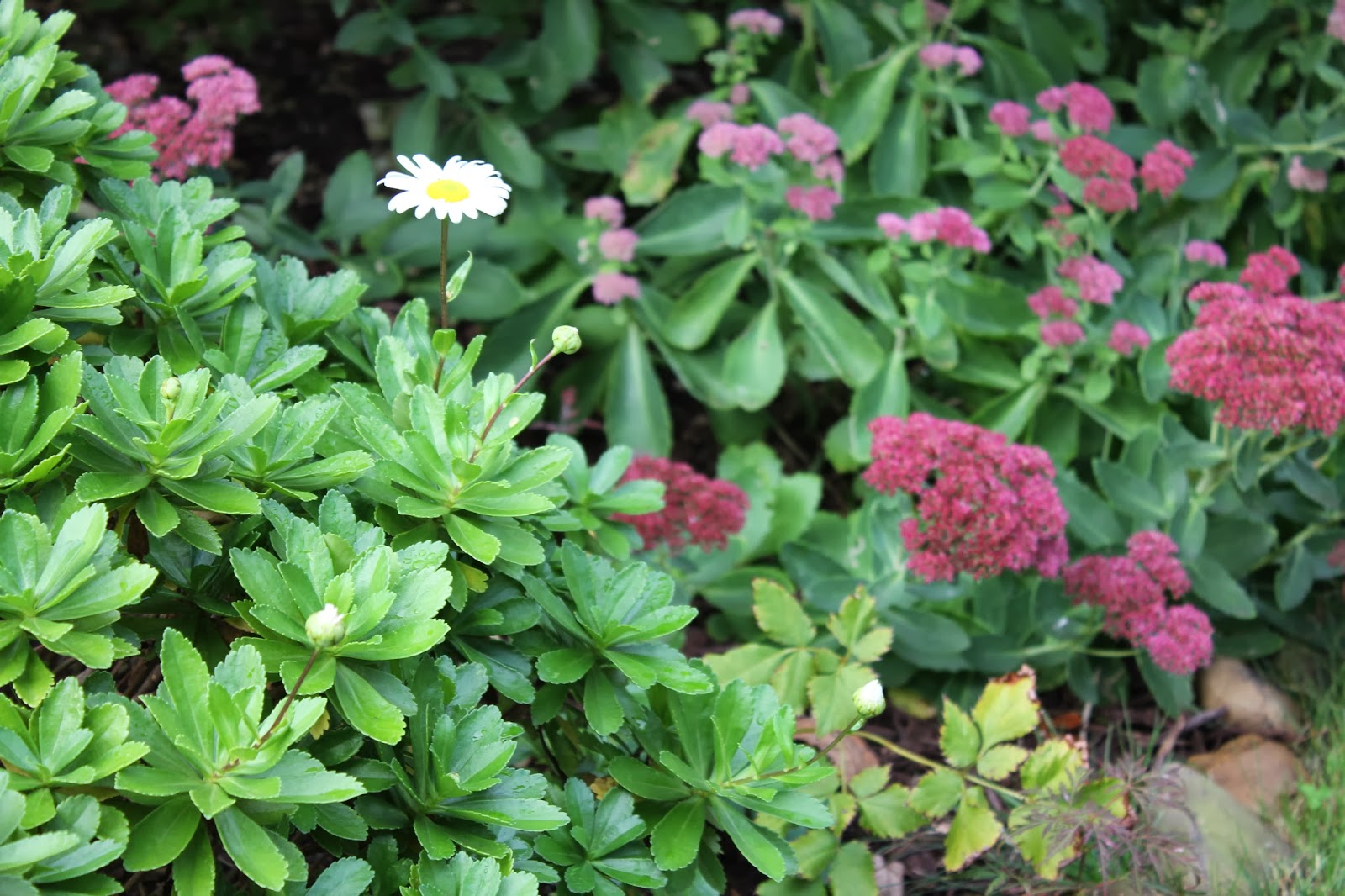 Gardening and Gardens: What's Blooming This Month? October 2013