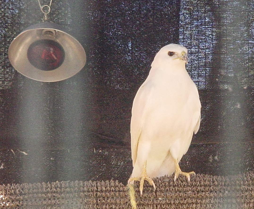 Tucson Daily Photo ~: Rare Albino Redtail Hawk