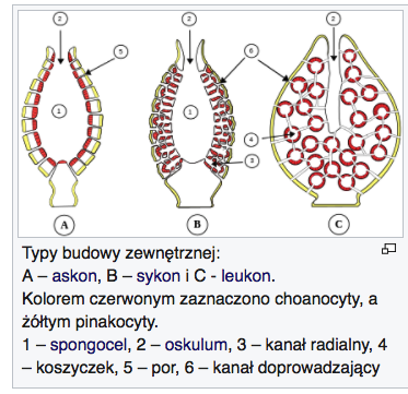 Biologia - nauka o życiu: Gąbki (Porifera)