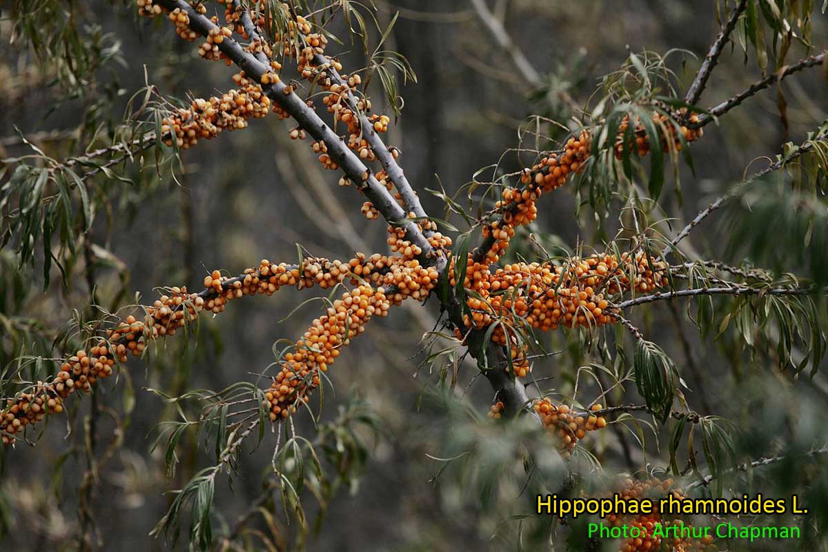 Medicinal Plants: Hippophae rhamnoides, Sea buckthorn, Dhurchuk ...