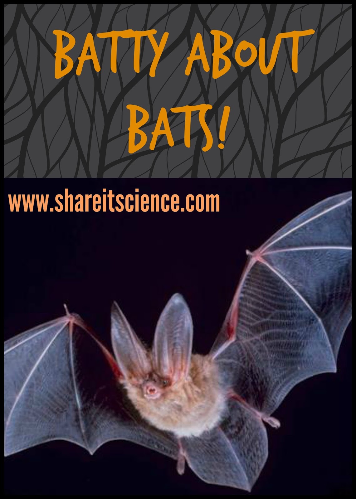 Share it! Science : Batty About Bats!