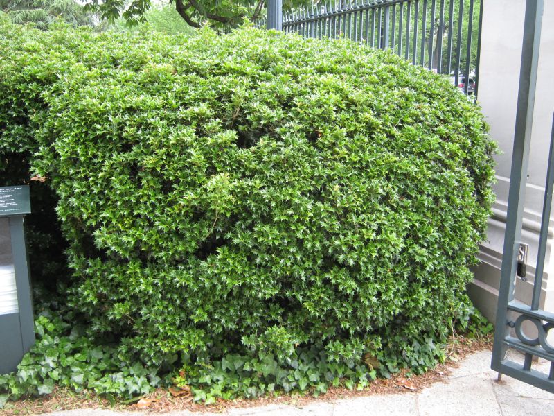 Future Plants by Randy Stewart: Osmanthus