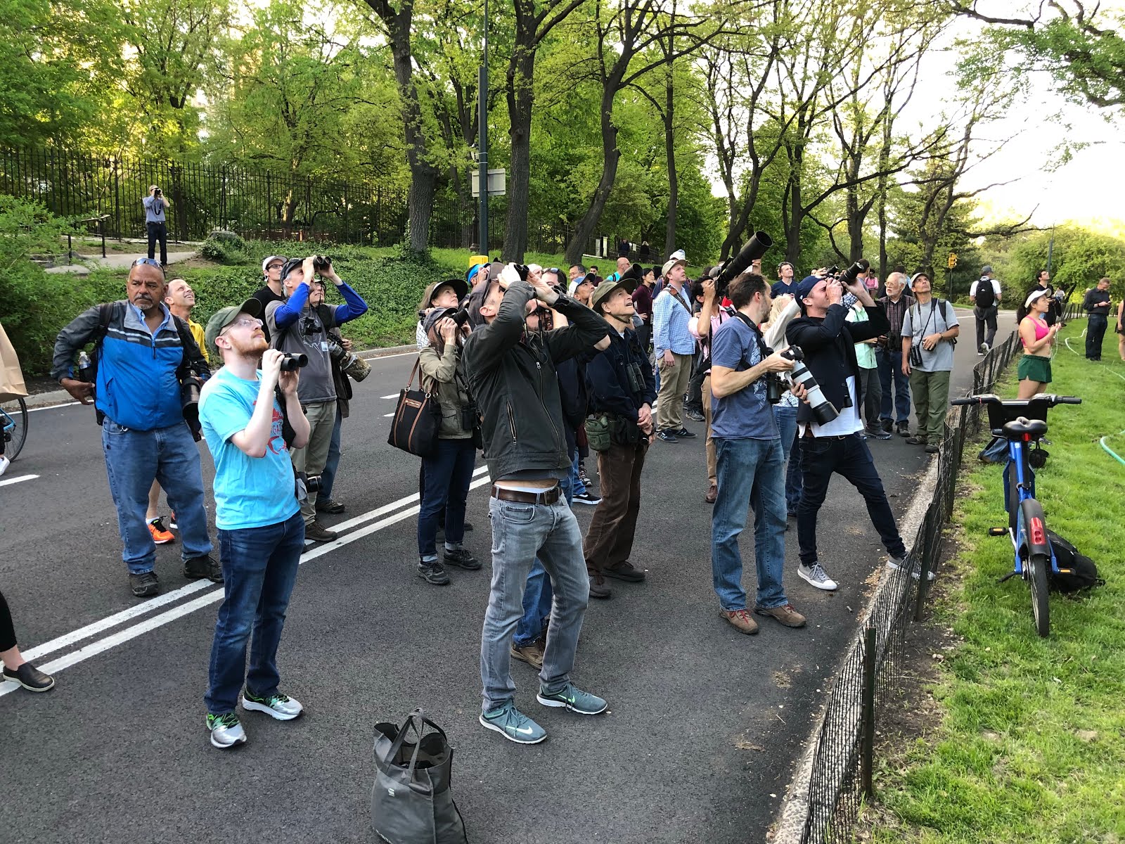A Walk in the Park: Rare Bird Sighting Creates A Stir in Central Park