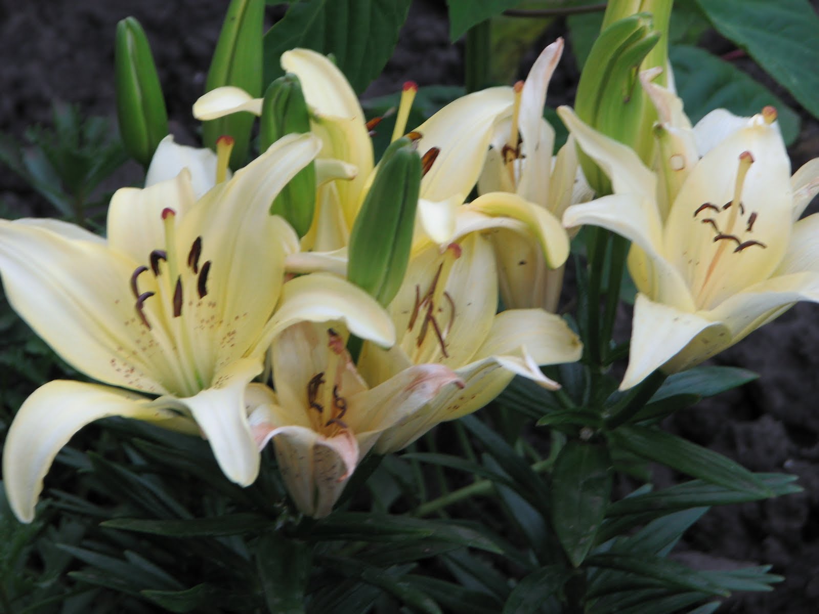 The Blog Fodder: Lilies of the Field