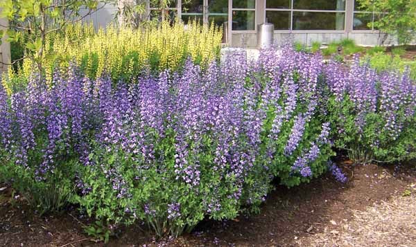 'Purple Smoke' - The best Baptisia