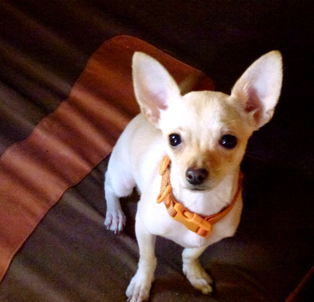 Etología Familiar: Perrito bolso