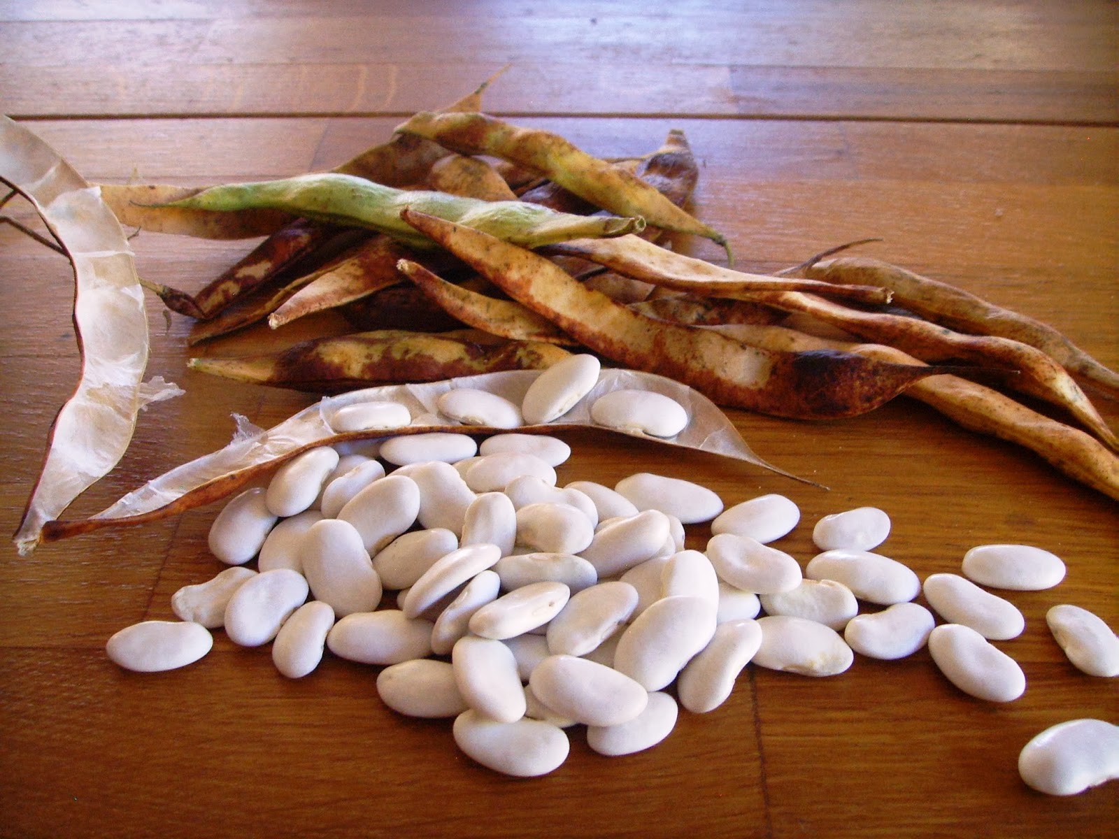 Stella in the Pyrenees : Tarbais Beans, Borlotti Beans and Bean Beetles