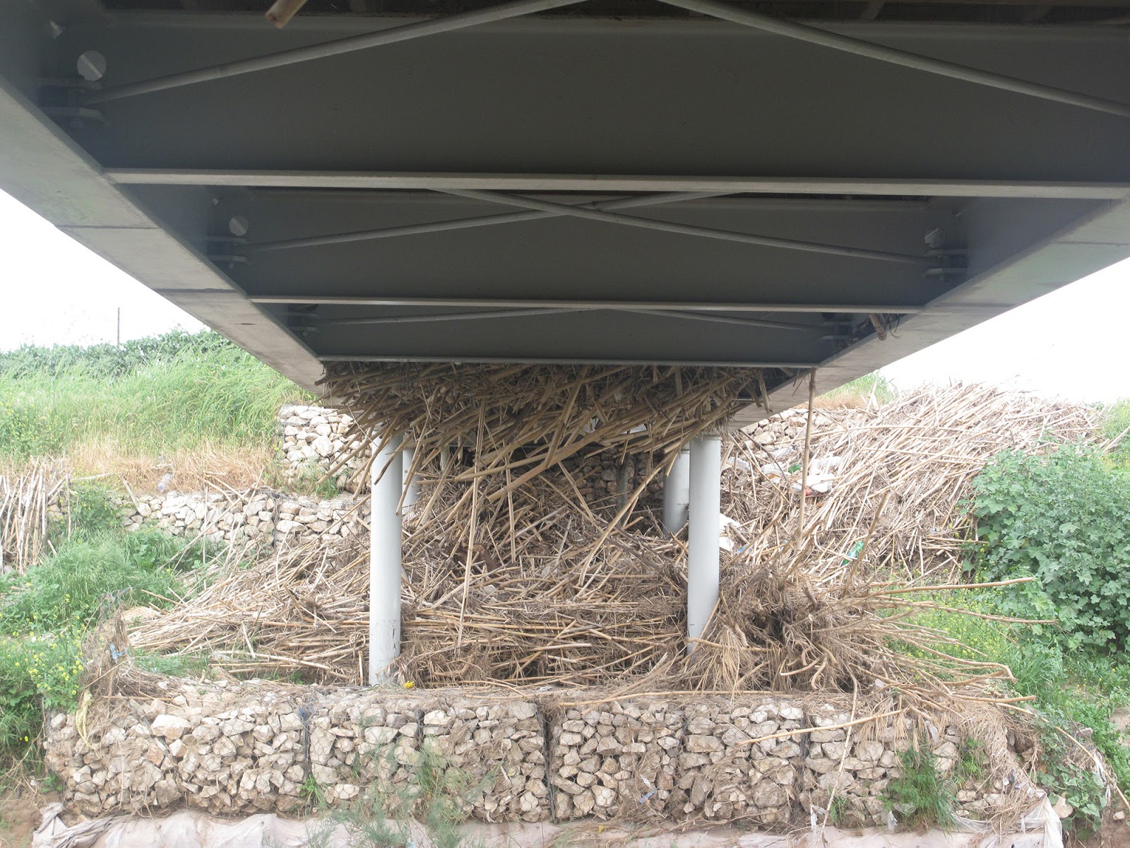 Spontaneous Architecture: ASEE Group - The Sangam Reed Project