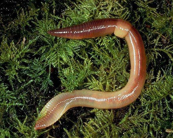 Aranyosfodorka napjai: Ha irtózol a földigilisztáktól, akkor ma ne olvass