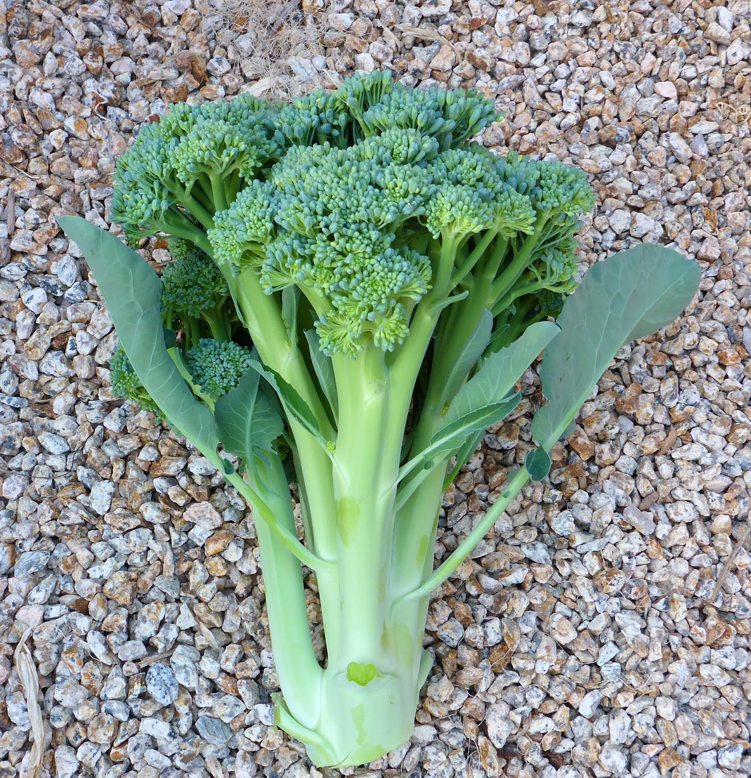 From Seed To Table: Harvest Monday - October 19, 2015